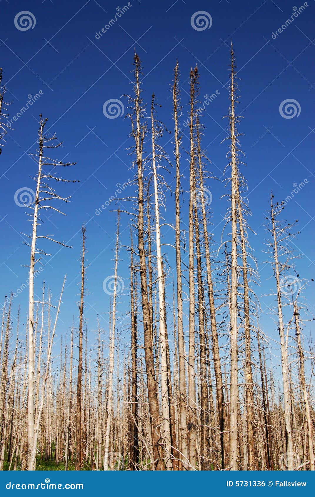 Bosque quemado foto de archivo. Imagen de verano, madera - 5731336