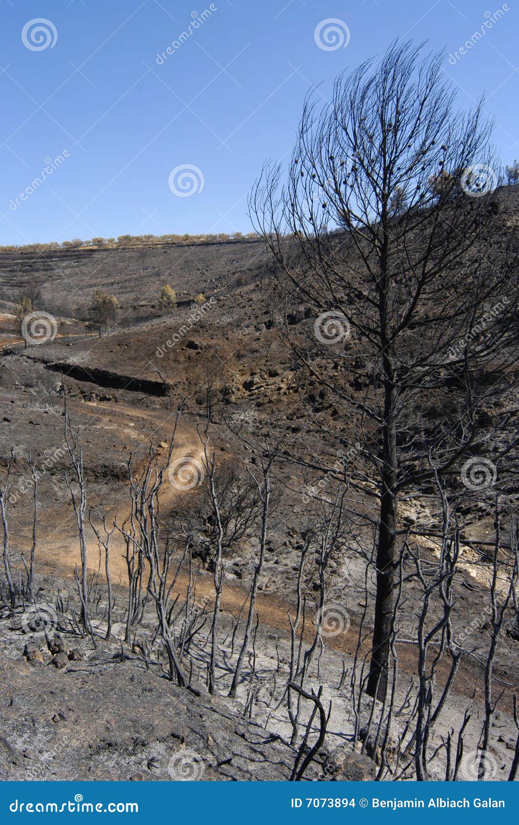 Bosque quemado foto de archivo. Imagen de destruido, naturalness - 7073894