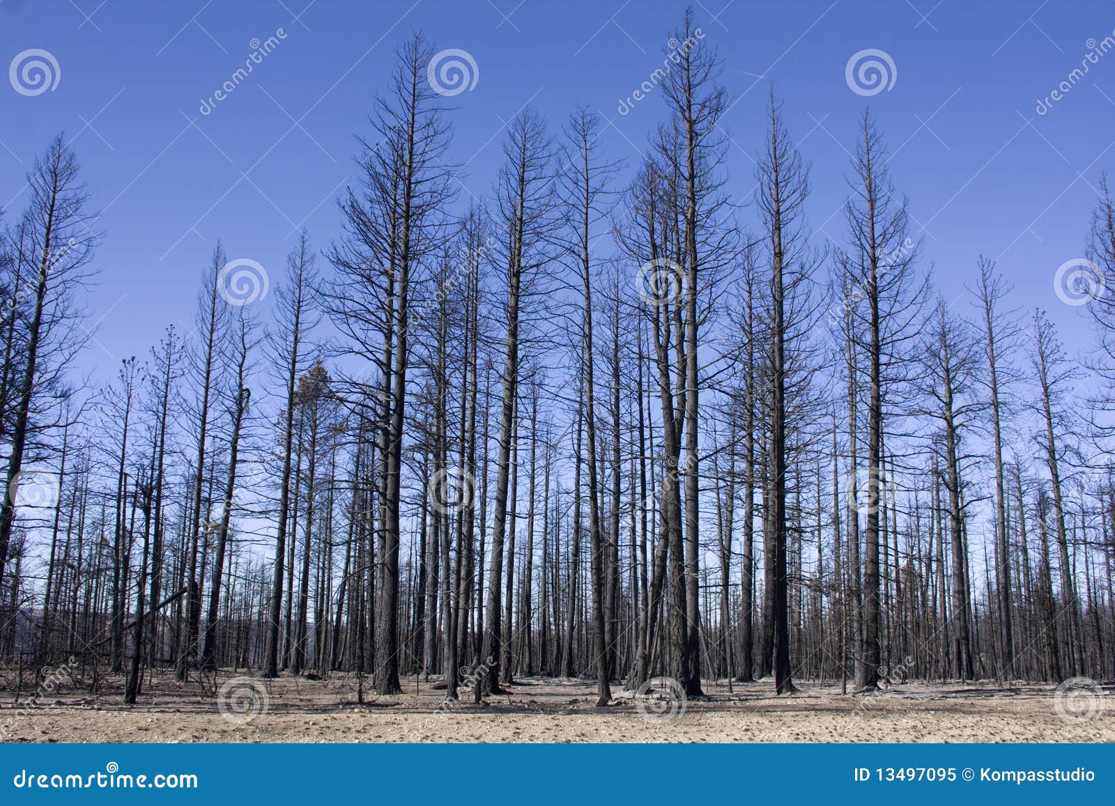 Bosque Quemado En La Barranca De Bryce Imagen de archivo - Imagen de ...
