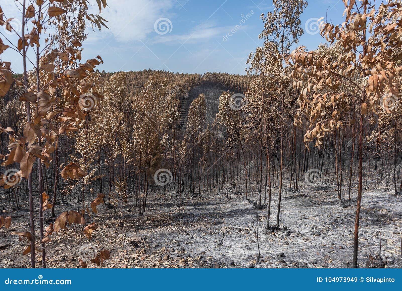 Bosque Quemado En Portugal Bosque Imagen de archivo - Imagen de afuera ...