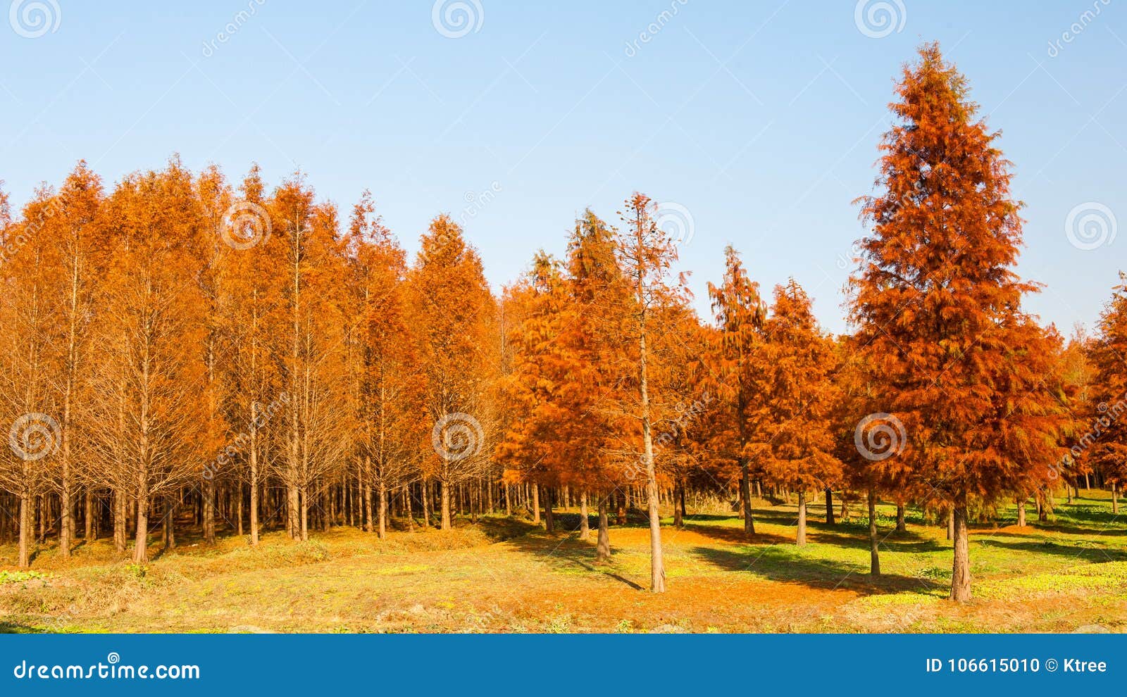Bosque rojo foto de archivo. Imagen de agua, sudoeste - 106615010