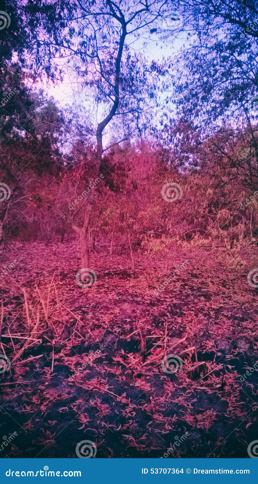 Bosque rojo foto de archivo. Imagen de rojo, bosque, fuego - 53707364