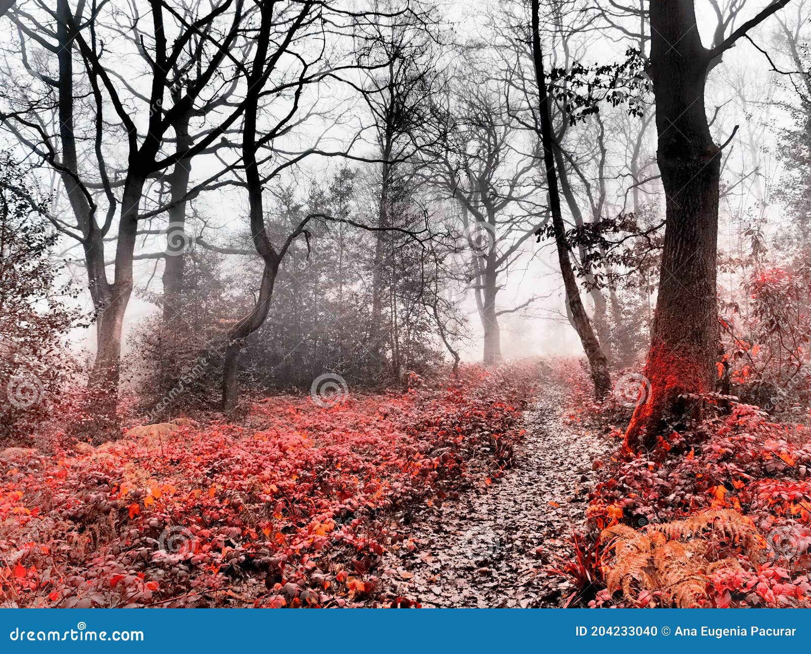 Bosque Rojo En Canto Profundo De Niebla Foto de archivo - Imagen de ...
