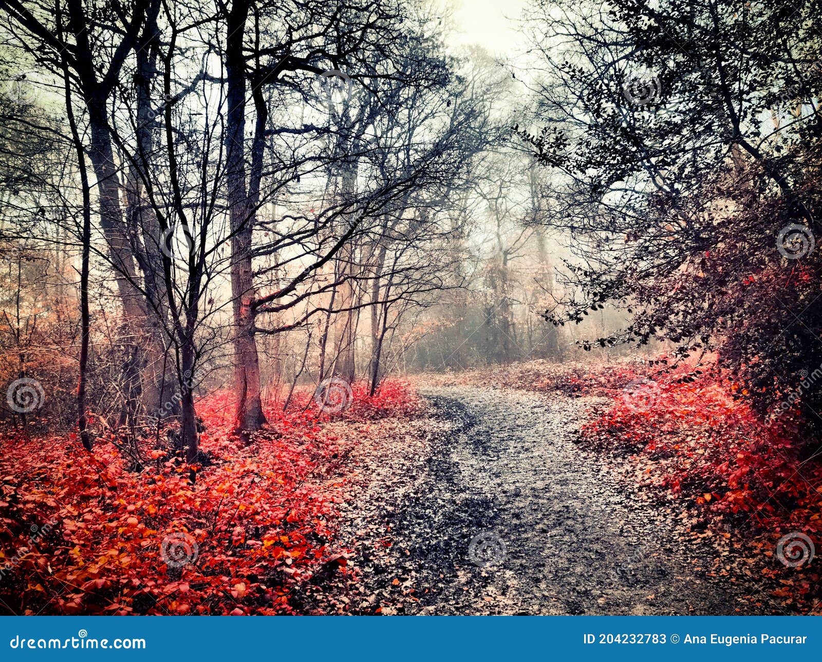 Bosque Rojo En El Canto De La Niebla Imagen de archivo - Imagen de rojo ...