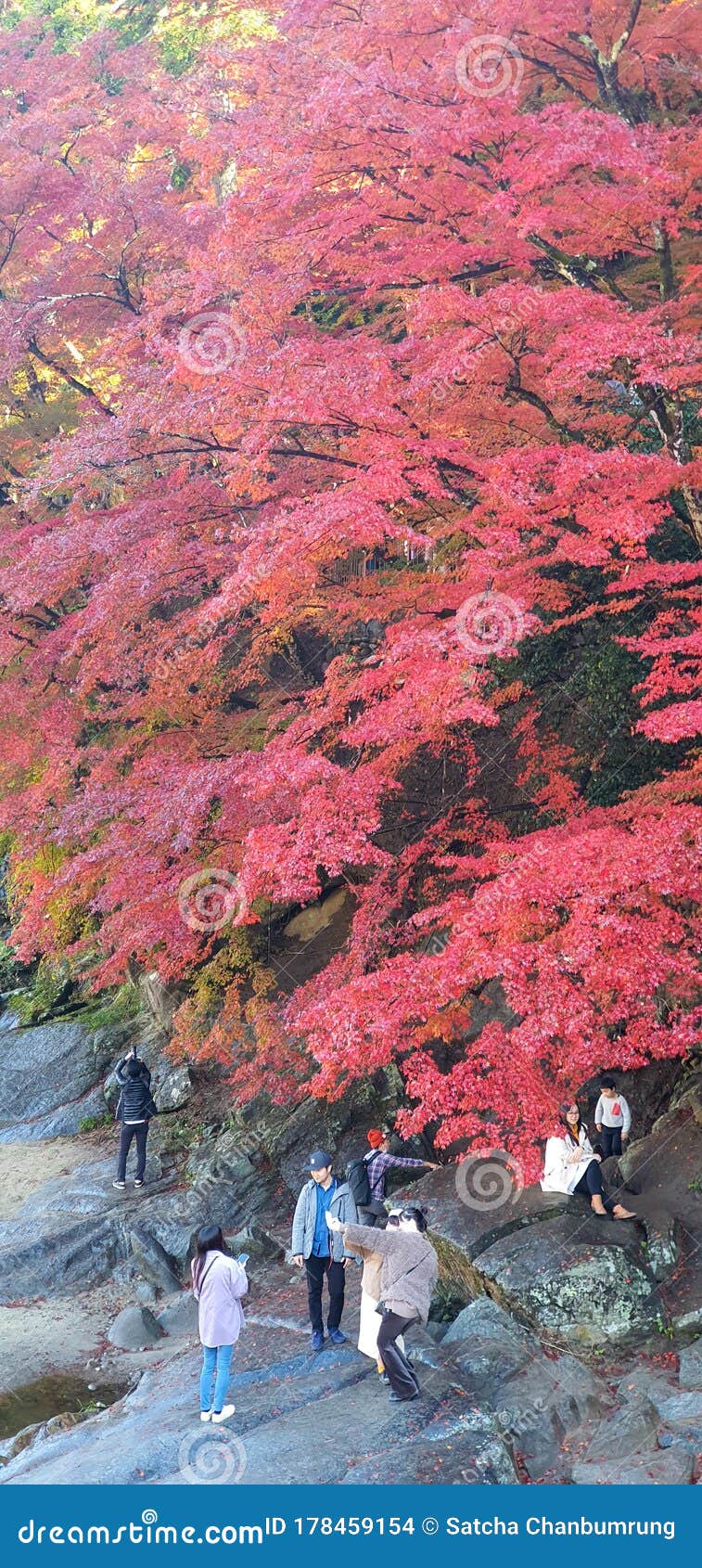 Bosque rojo evergreen foto de archivo. Imagen de producto - 178459154