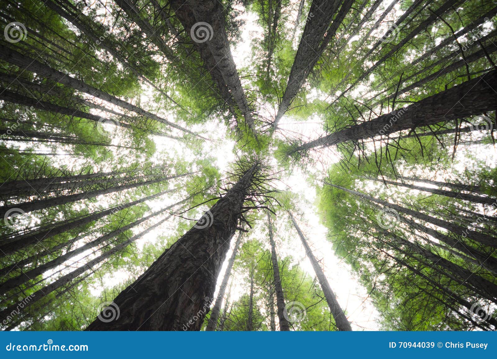 Bosque Rojo - Nueva Zelanda Imagen de archivo - Imagen de nuevo, bosque ...