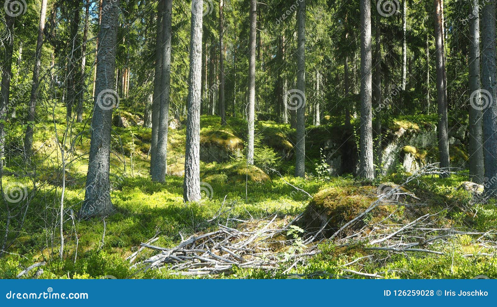 Bosque Salvaje En Finlandia Foto de archivo - Imagen de planta, madre ...