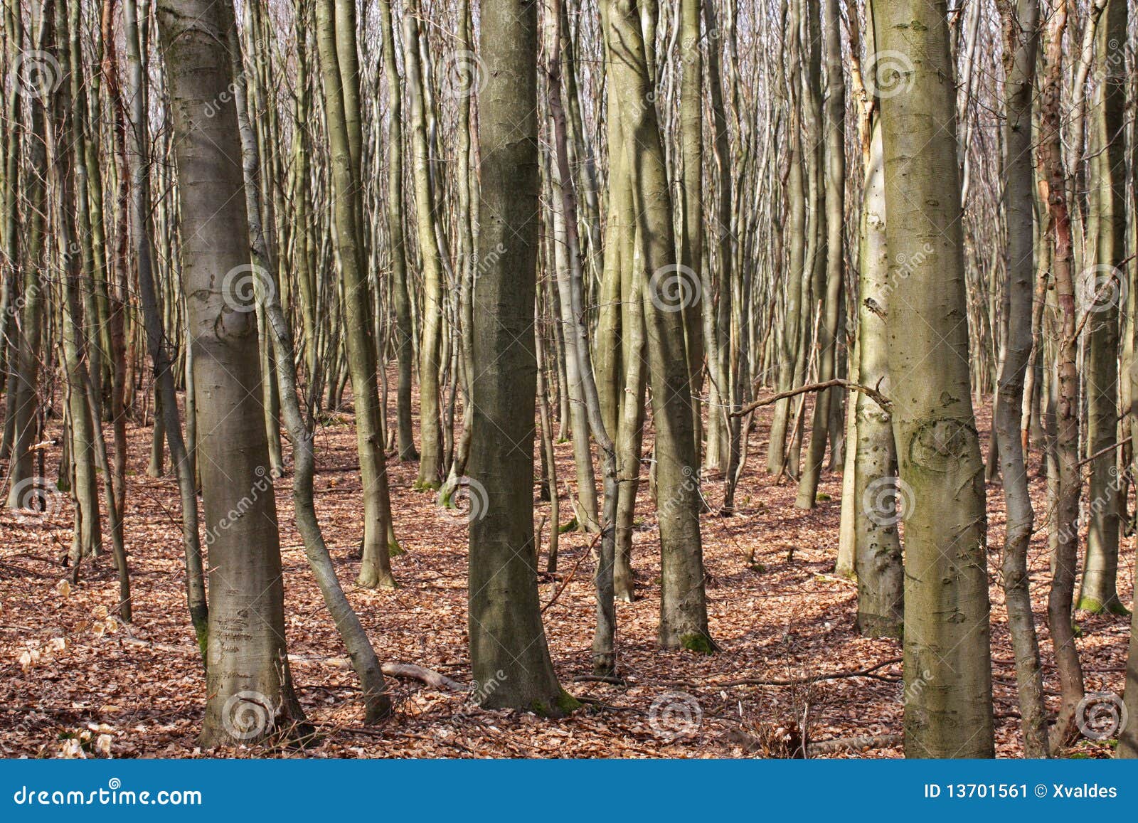 Bosque seco imagen de archivo. Imagen de troncos, muerto - 13701561