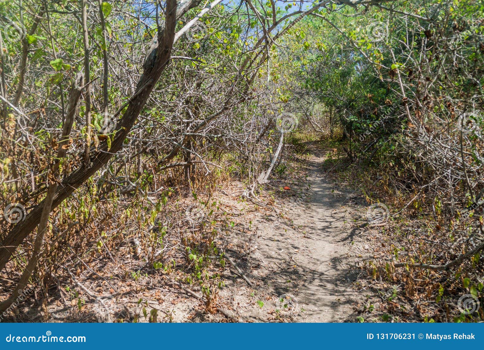 Bosque Seco En El Parque Nacional De Machalilla Imagen de archivo ...