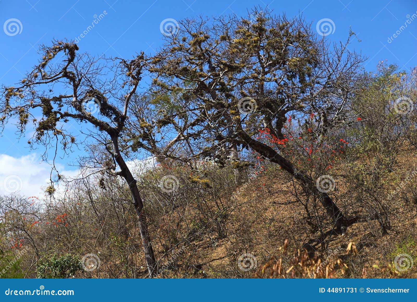 Plantas Y Animales Del Bosque Seco Tropical