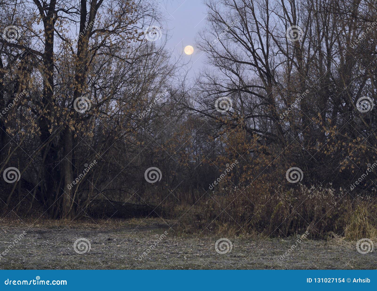 Bosque Siniestro De La Noche Con La Luna Foto de archivo - Imagen de ...