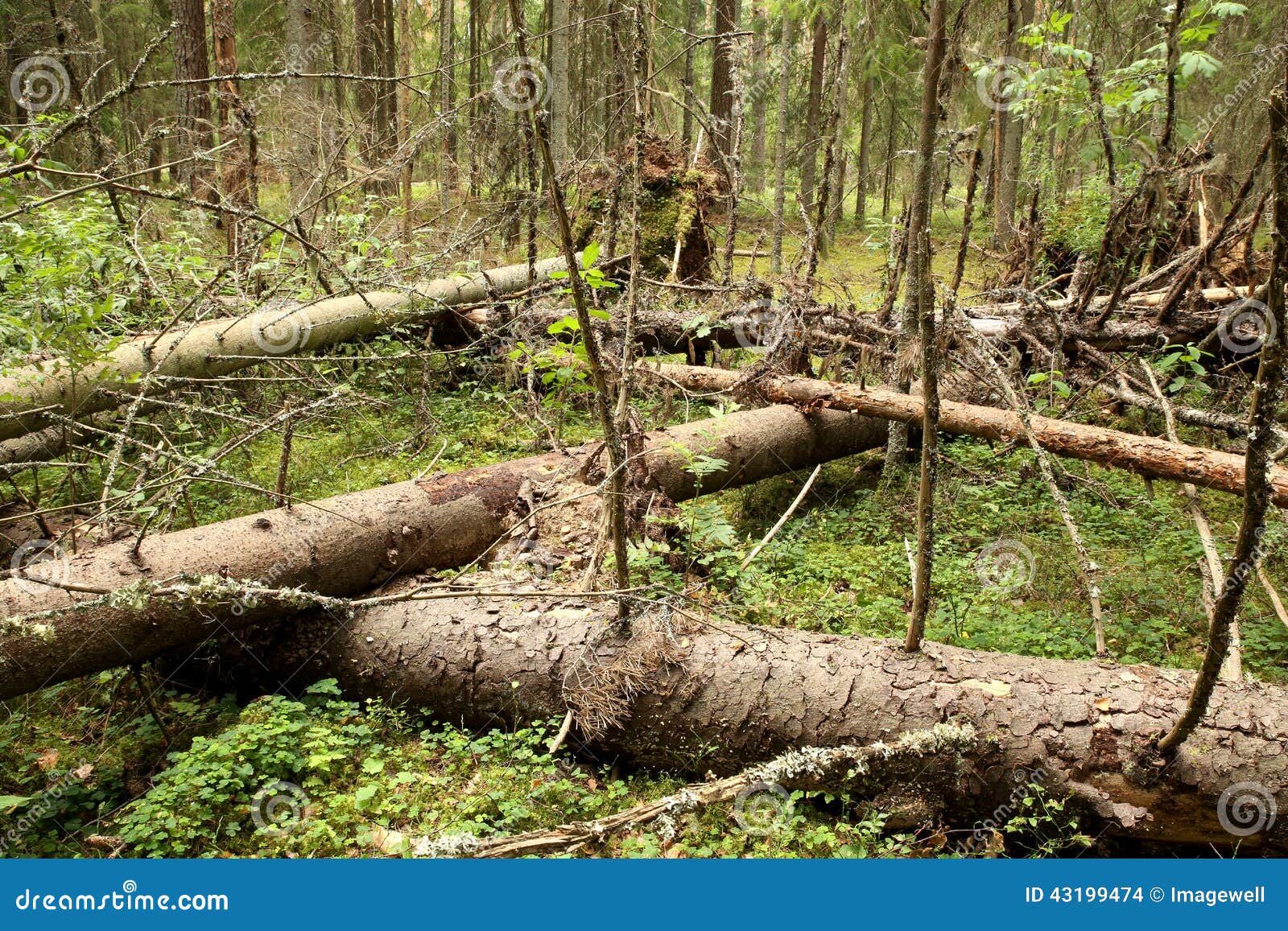 Bosque sucio foto de archivo. Imagen de paisaje, profundamente - 43199474