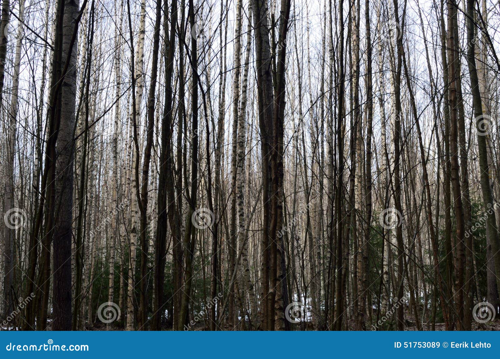 Bosque sucio del abedul imagen de archivo. Imagen de finlandia - 51753089