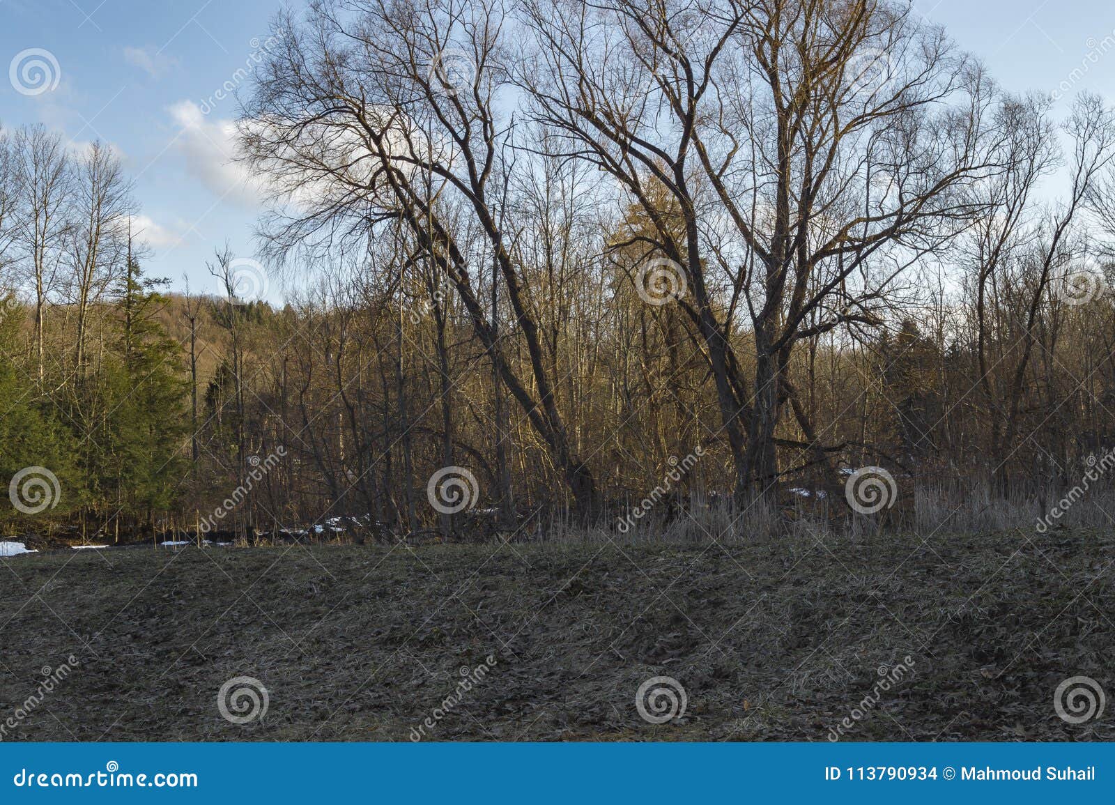 Bosque Tradicional De Nueva York Foto de archivo - Imagen de bosque ...