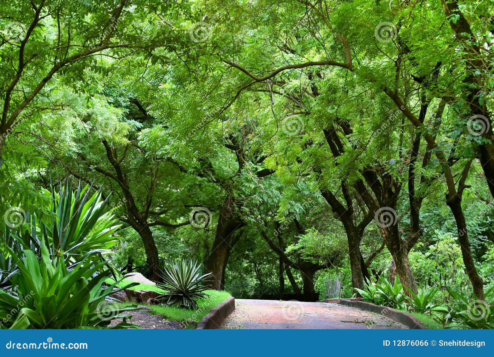 Bosque tropical foto de archivo. Imagen de caminata, cubo - 12876066