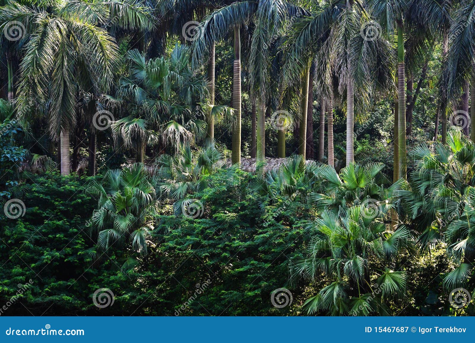 Bosque tropical imagen de archivo. Imagen de exuberante - 15467687