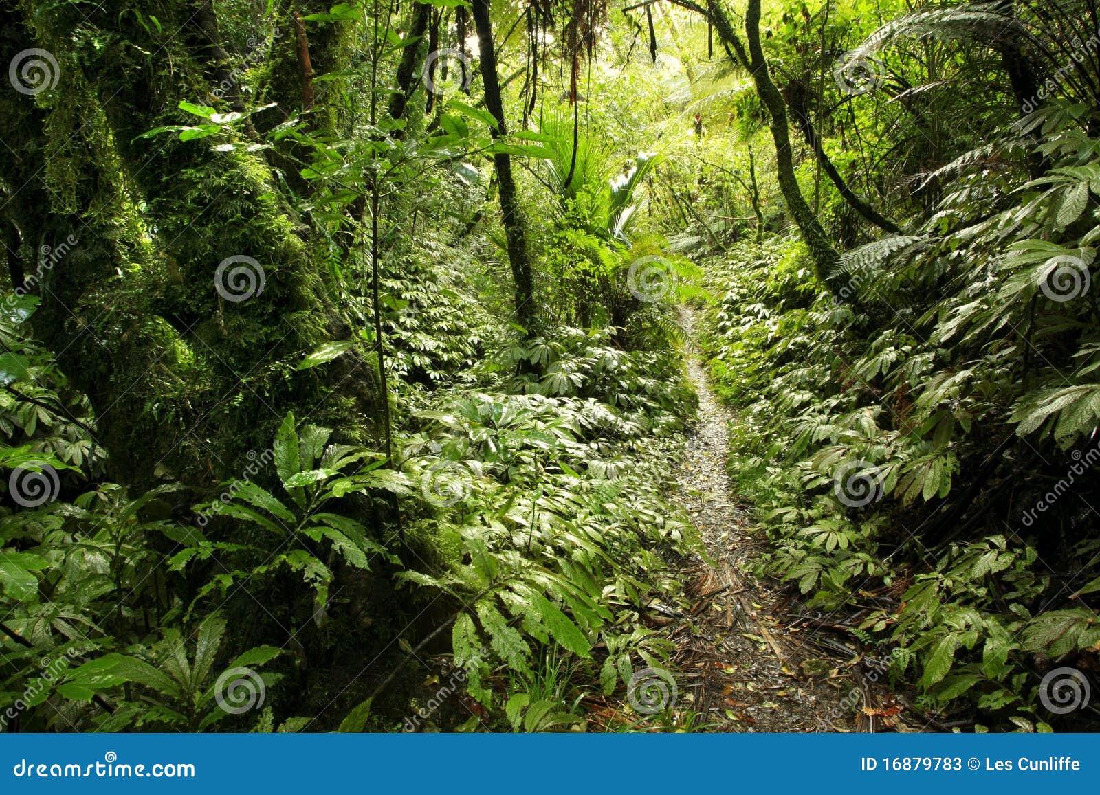 Bosque tropical imagen de archivo. Imagen de crecimiento - 16879783