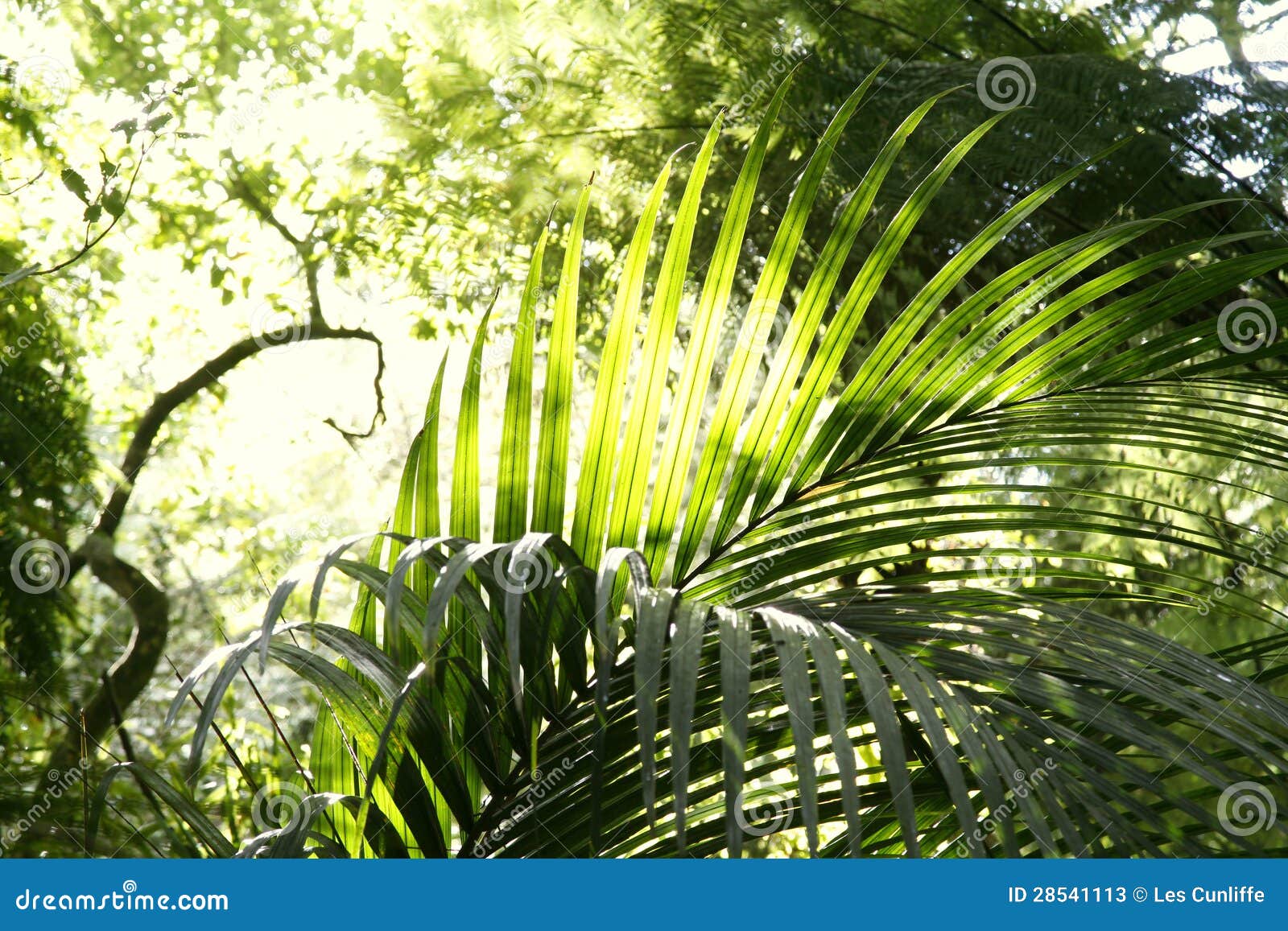 Bosque tropical imagen de archivo. Imagen de lluvia, follaje - 28541113