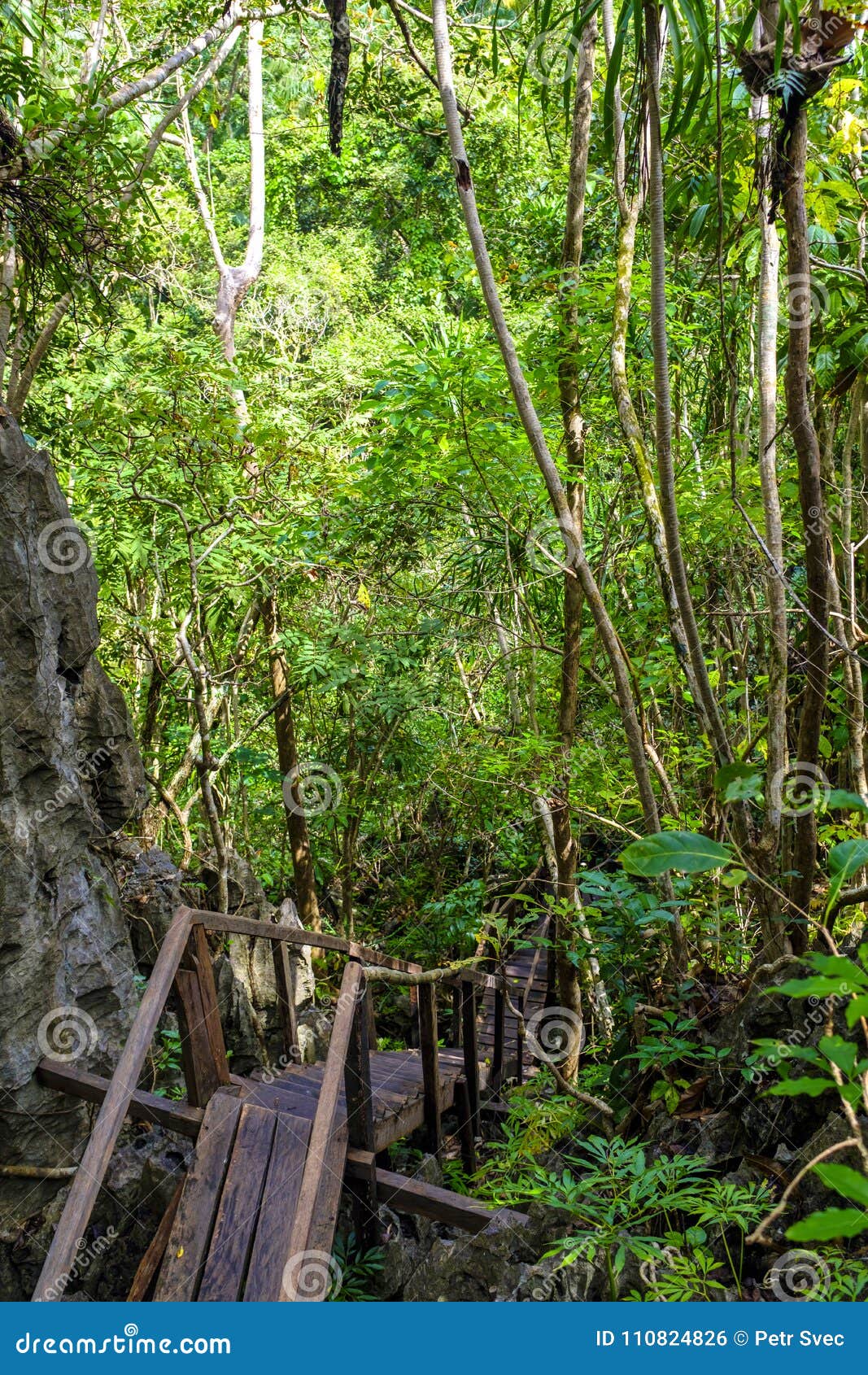 Bosque Tropical De La Selva De Philippino Foto de archivo - Imagen de ...