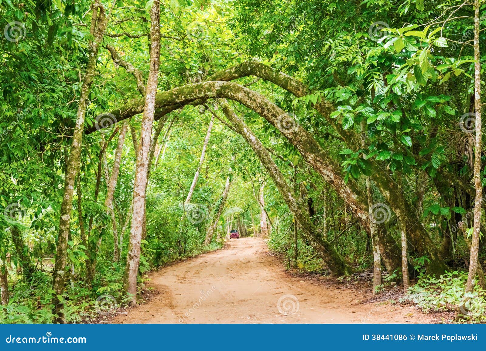 Bosque tropical en Panamá foto de archivo. Imagen de bosque - 38441086