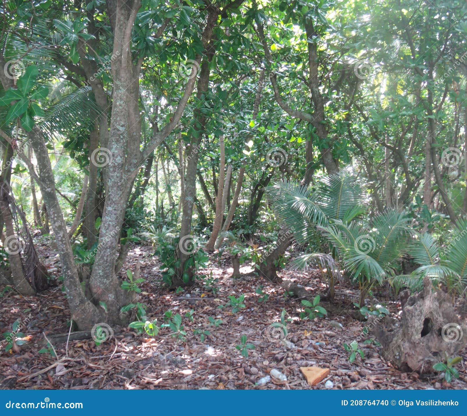 Bosque Tropical En Una Isla Desierta. Foto de archivo - Imagen de yarda ...