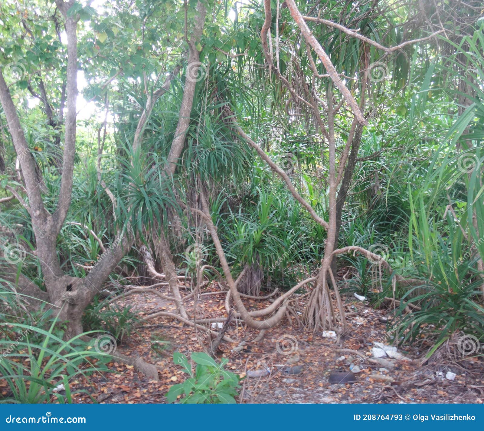 Bosque Tropical En Una Isla Desierta. Imagen de archivo - Imagen de ...