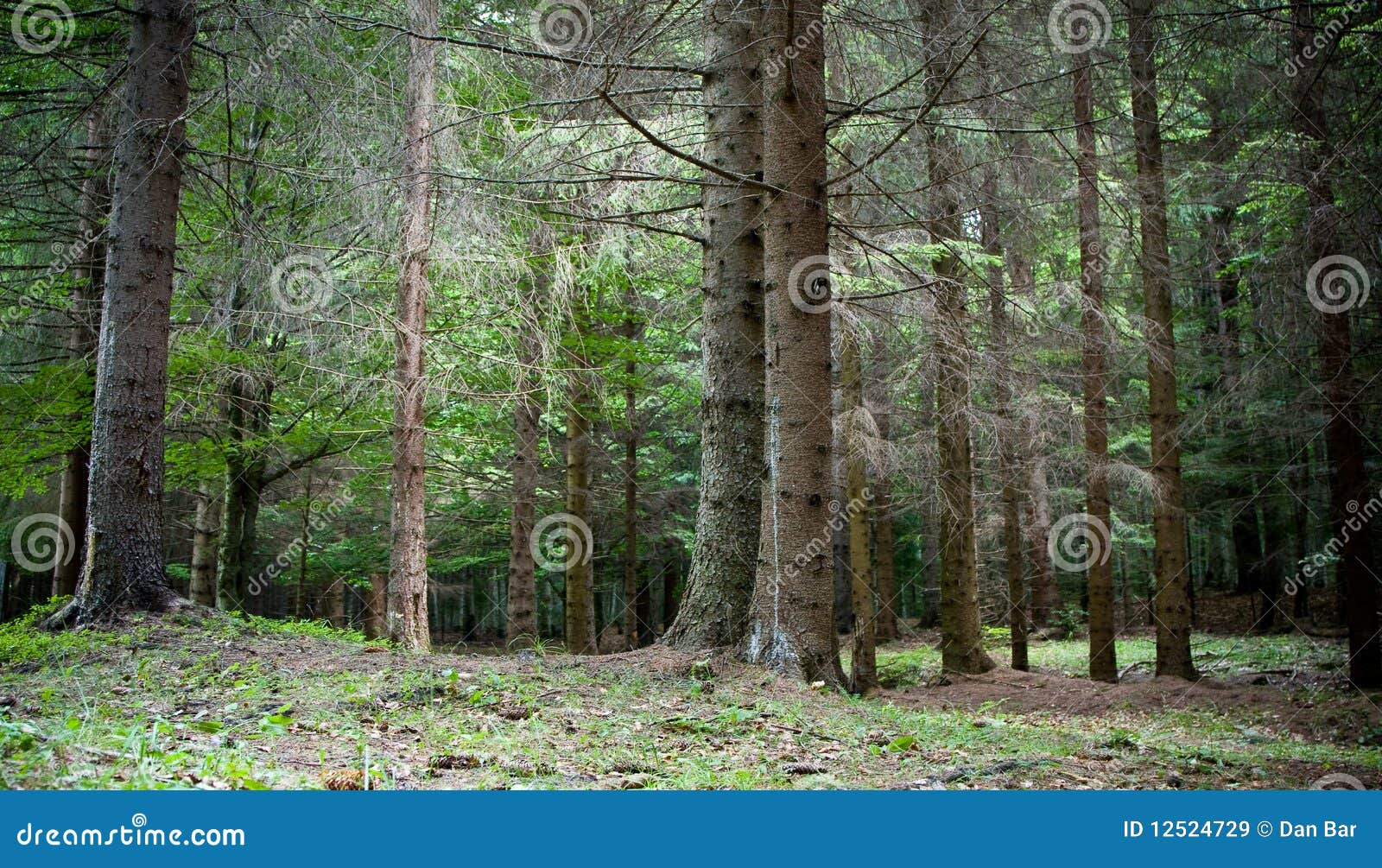 Bosque verde imagen de archivo. Imagen de itinerario - 12524729