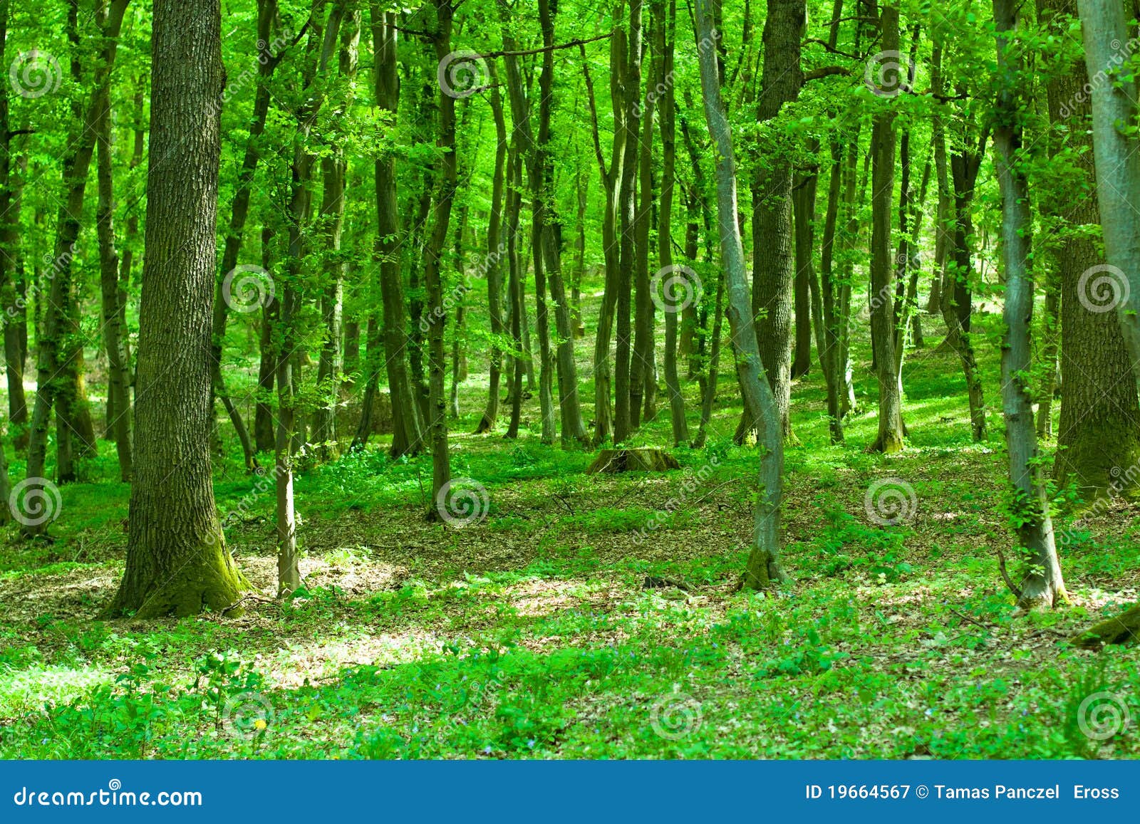 Bosque verde imagen de archivo. Imagen de maderas, crecimiento - 19664567