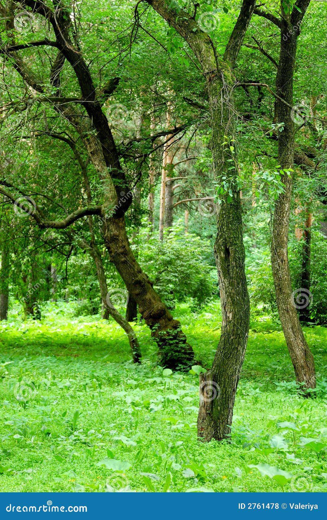 Bosque verde foto de archivo. Imagen de pino, haya, exuberante - 2761478