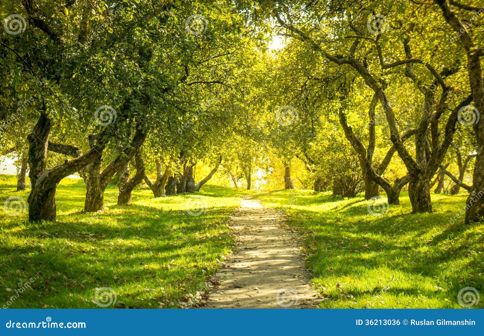 Bosque verde foto de archivo. Imagen de fresco, rural - 36213036