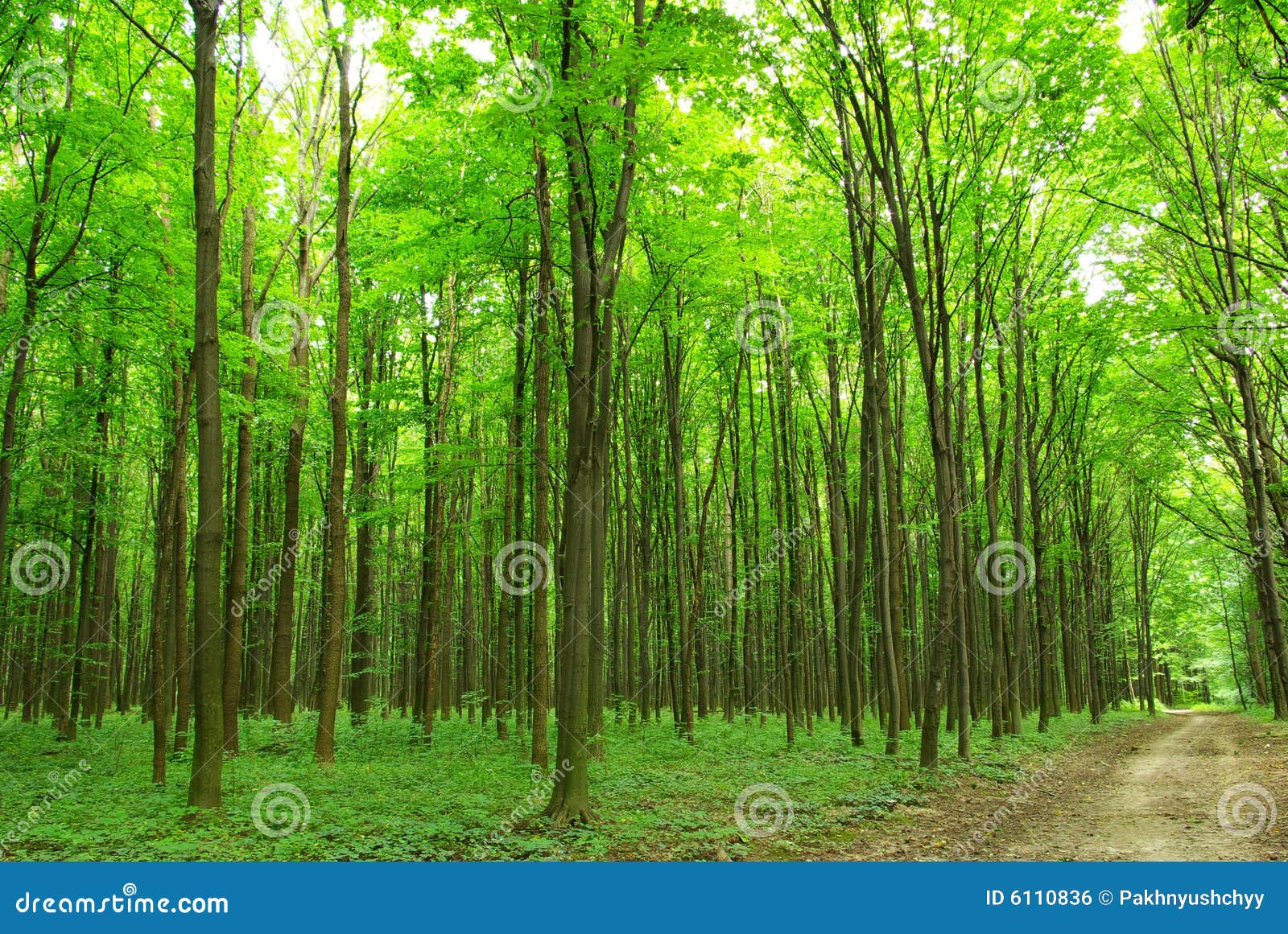 Bosque verde foto de archivo. Imagen de caliente, deciduo - 6110836