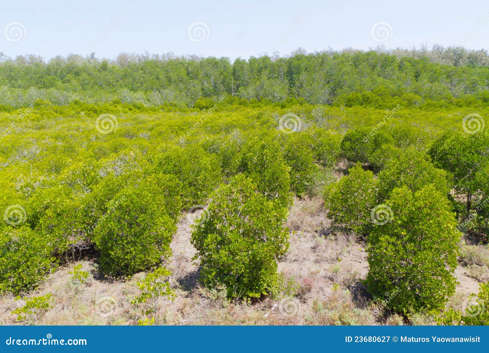 Bosque verde del mangle imagen de archivo. Imagen de crezca - 23680627