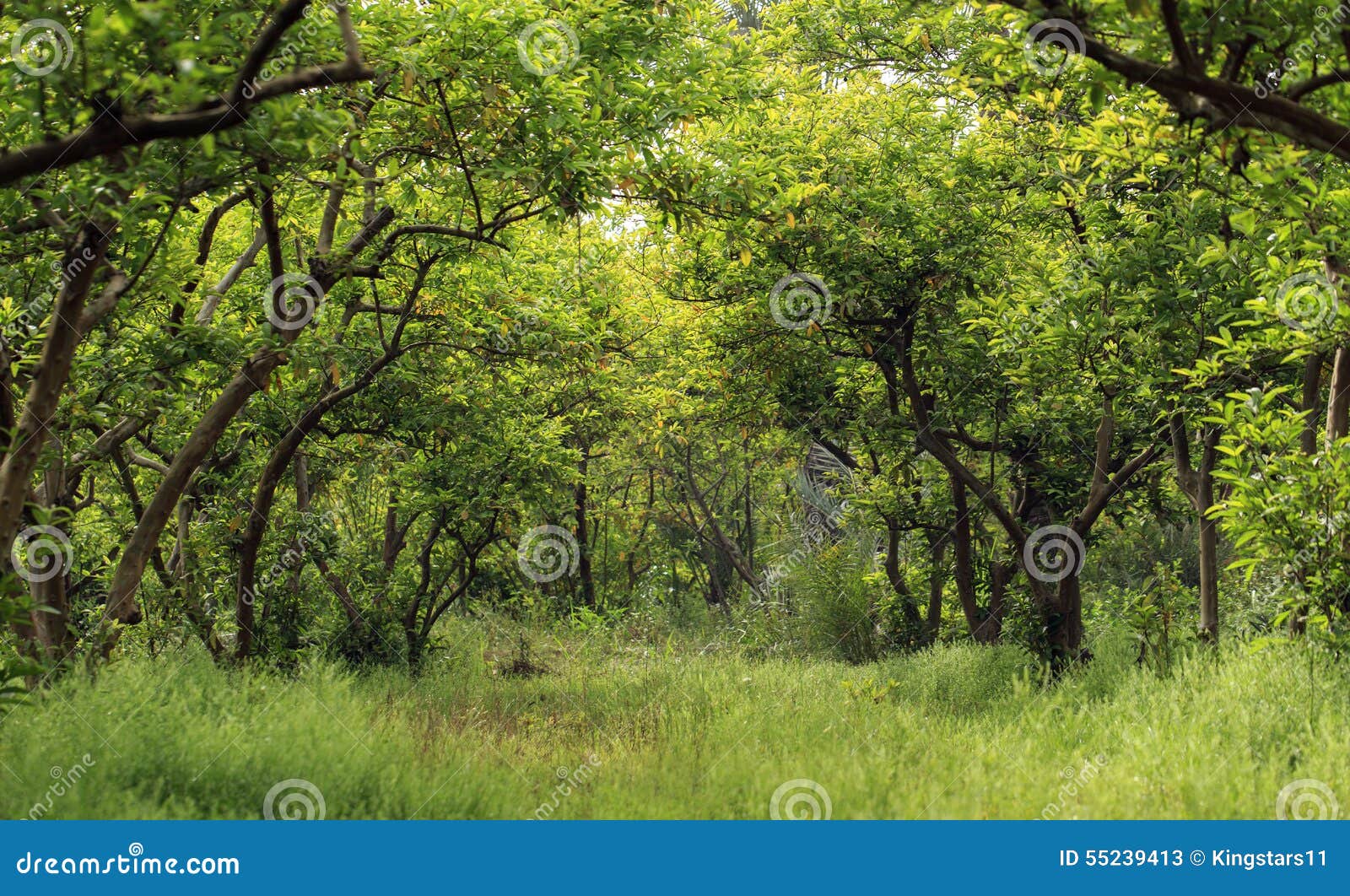 Bosque Verde Hermoso En Verano Imagen de archivo - Imagen de cubo ...