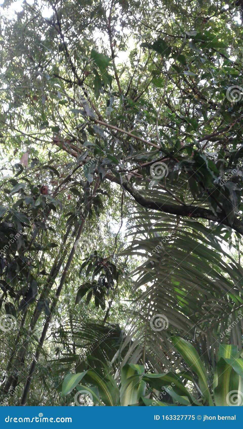Bosque y flora naturales imagen de archivo. Imagen de bosque - 163327775