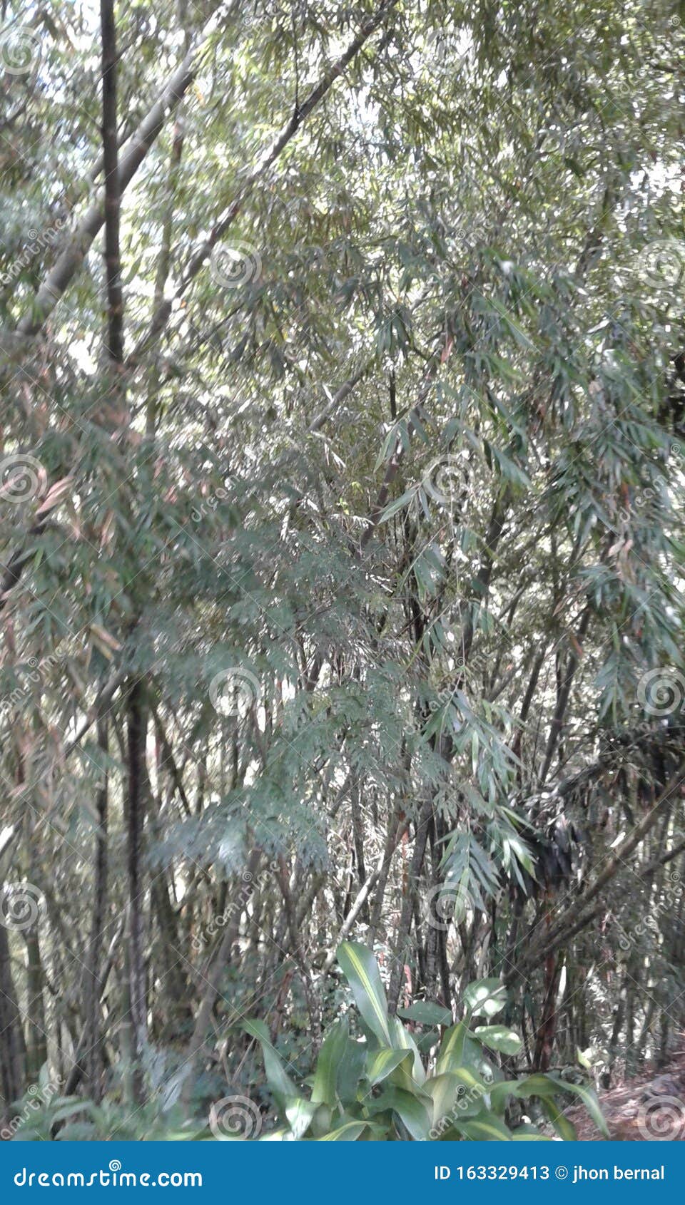 Bosque y flora naturales imagen de archivo. Imagen de flora - 163329413