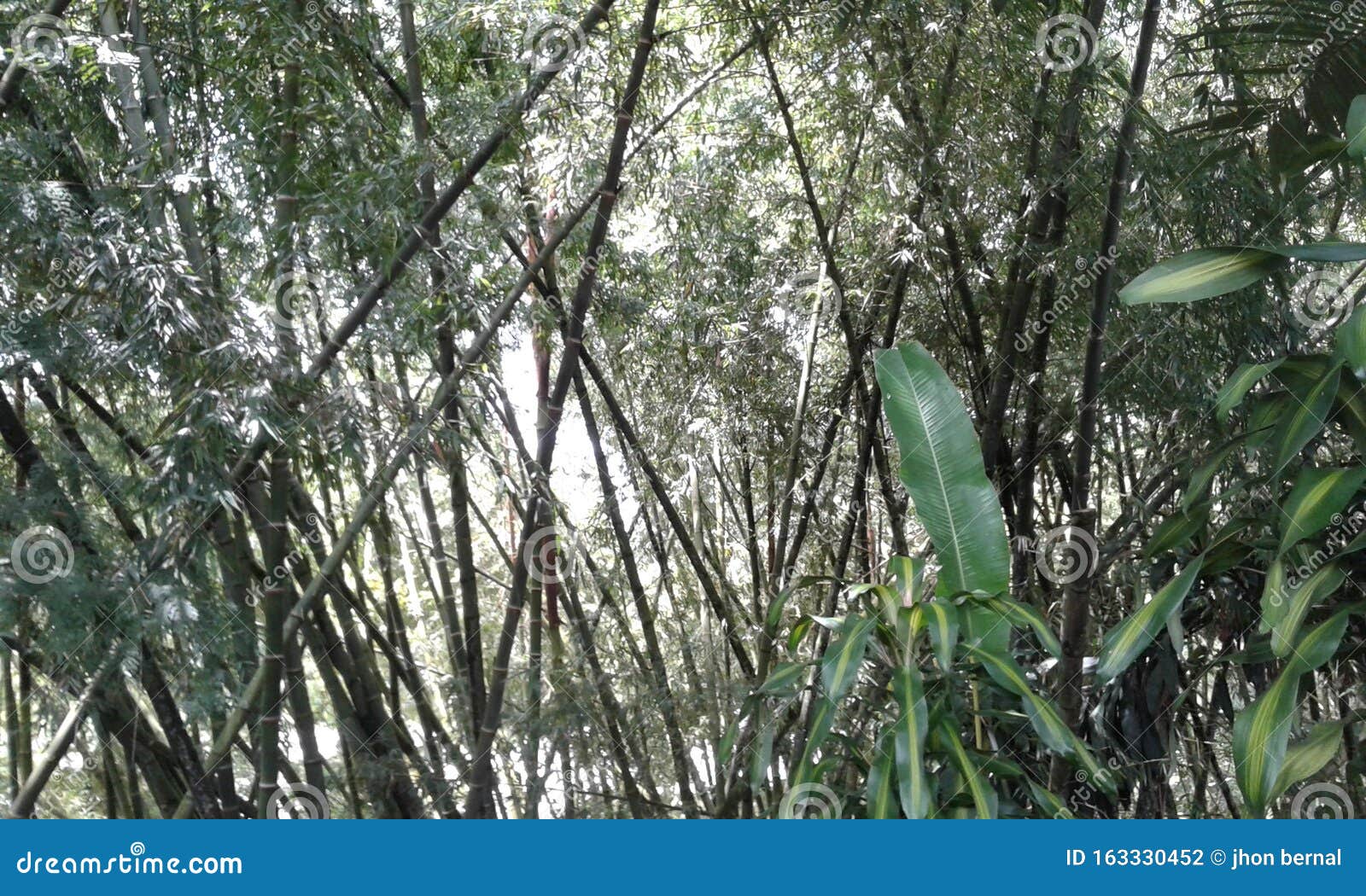 Bosque y flora naturales foto de archivo. Imagen de flora - 163330452