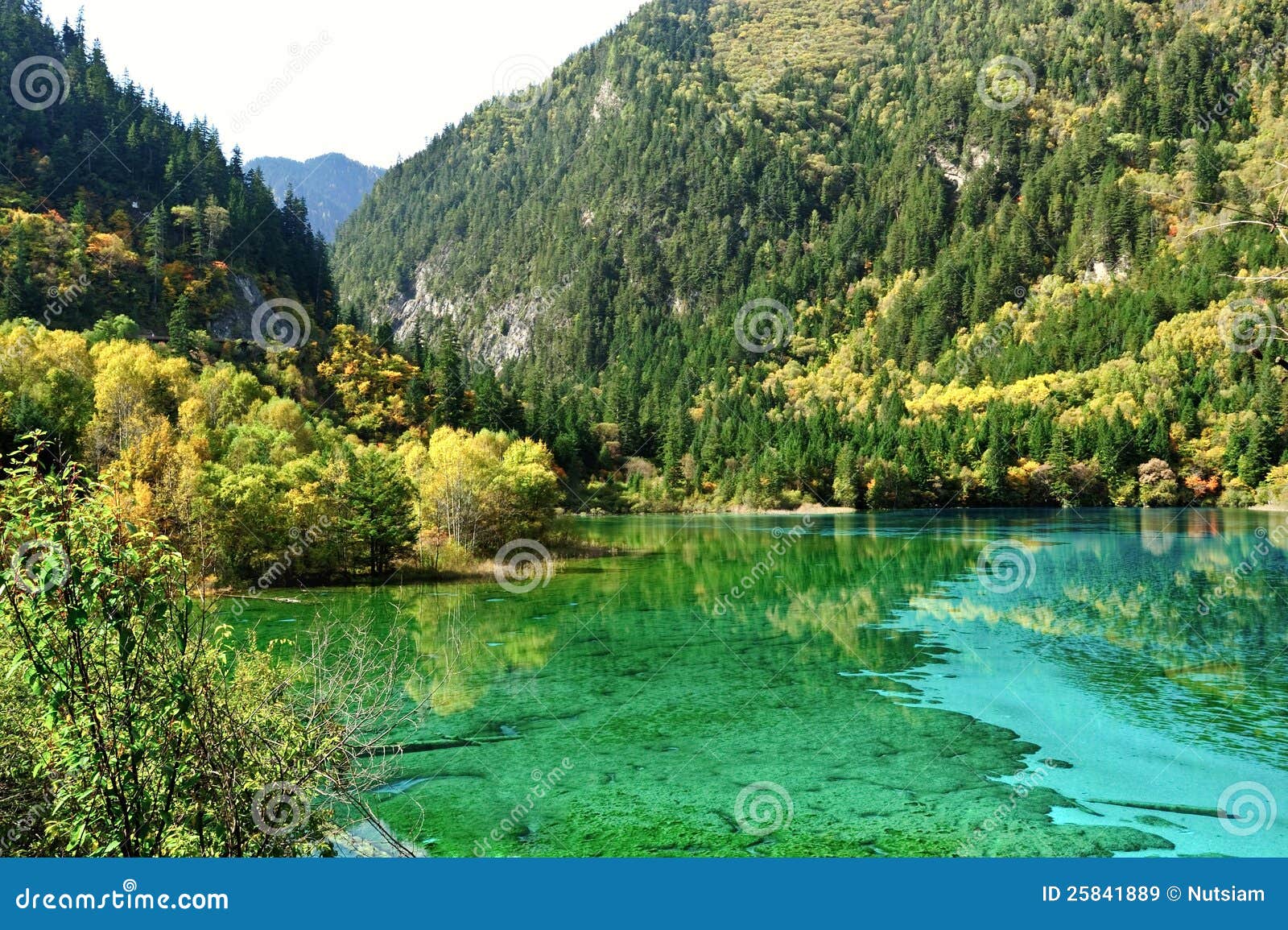 Bosque y lago imagen de archivo. Imagen de bosque, porcelana - 25841889
