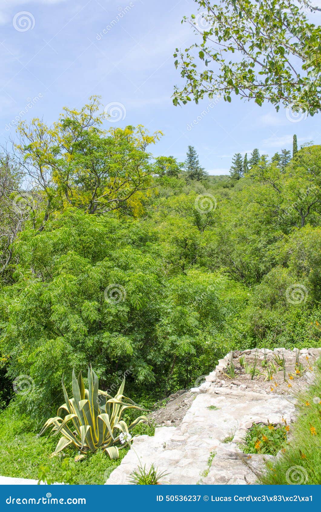Bosque Y Vegetación De La Primavera Imagen de archivo - Imagen de color ...