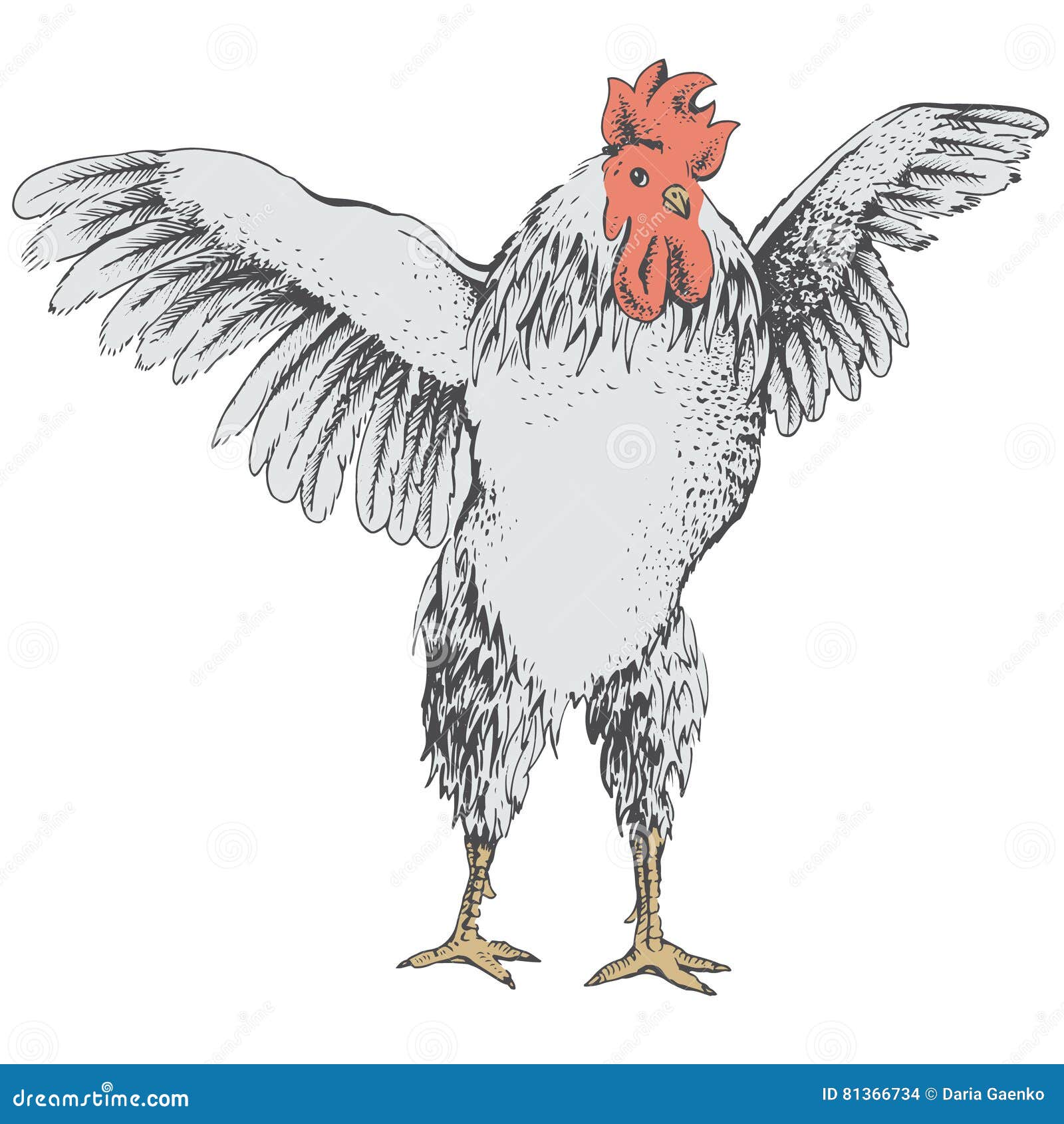 Bosquejo Delantero Del Gallo Ilustración del Vector - Ilustración de ...