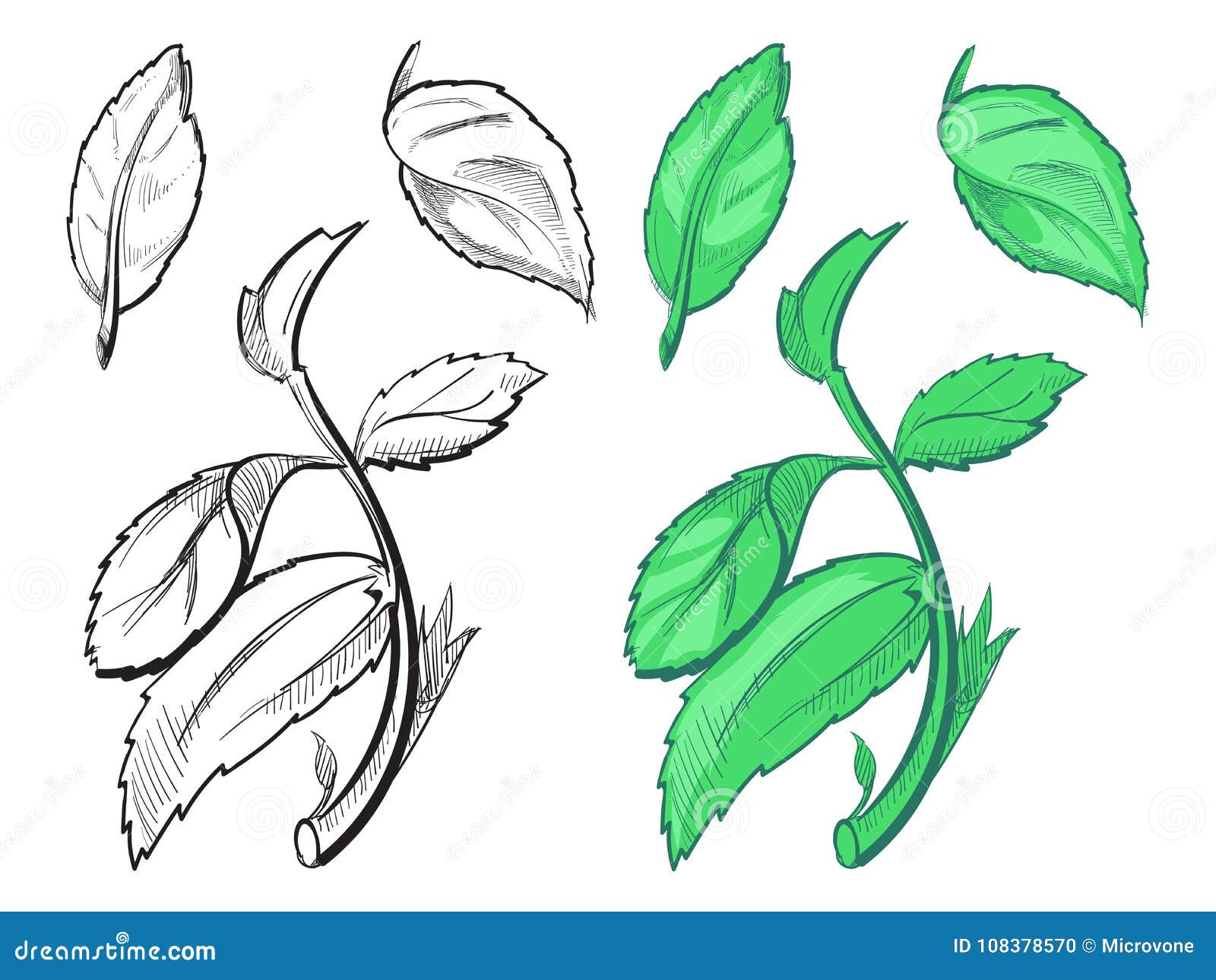 Bosquejo Dibujado Mano De La Hierbabuena Ilustración del Vector ...