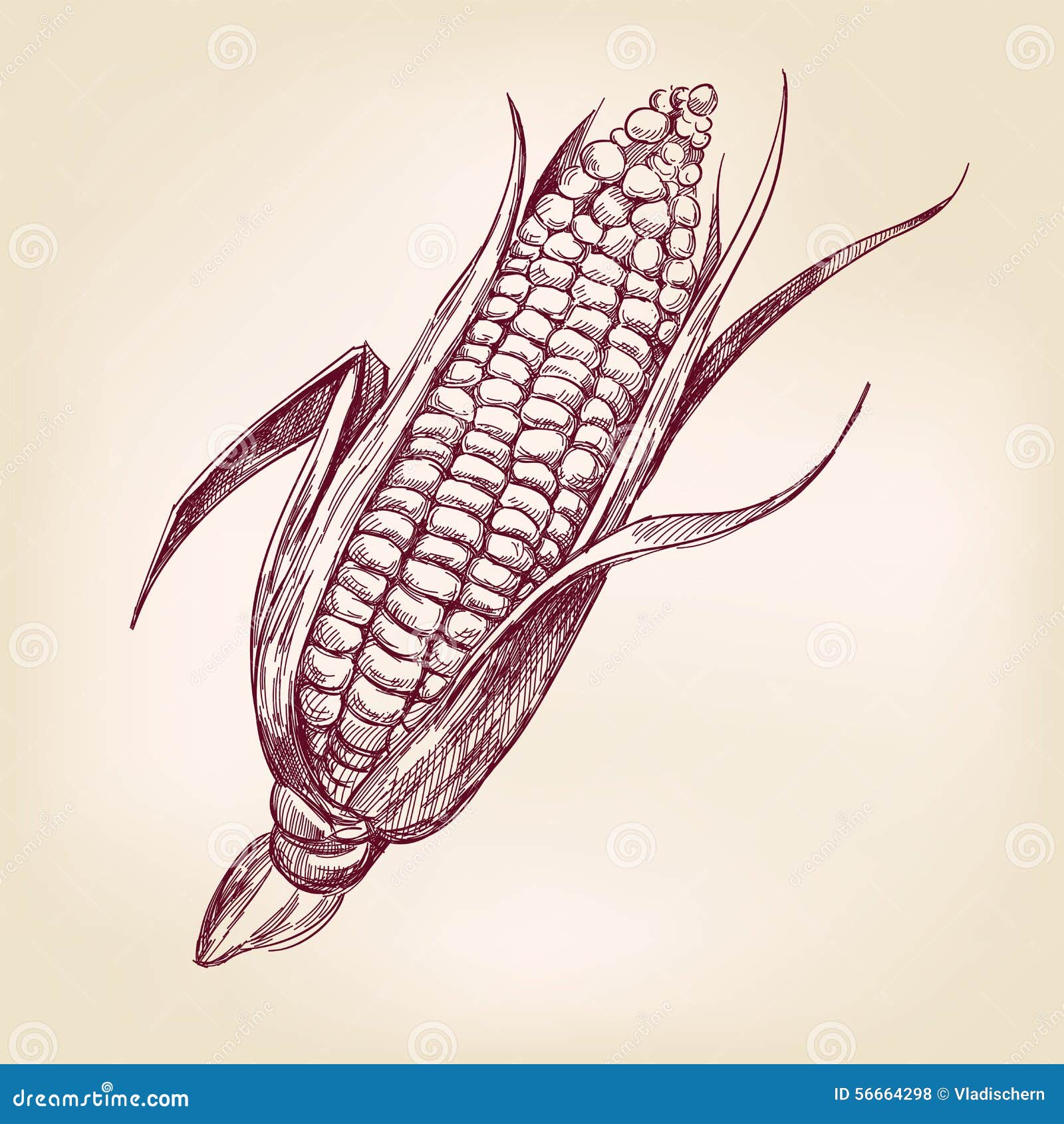 Bosquejo Dibujado Mano Del Llustration Del Vector De La Mazorca De Maíz ...