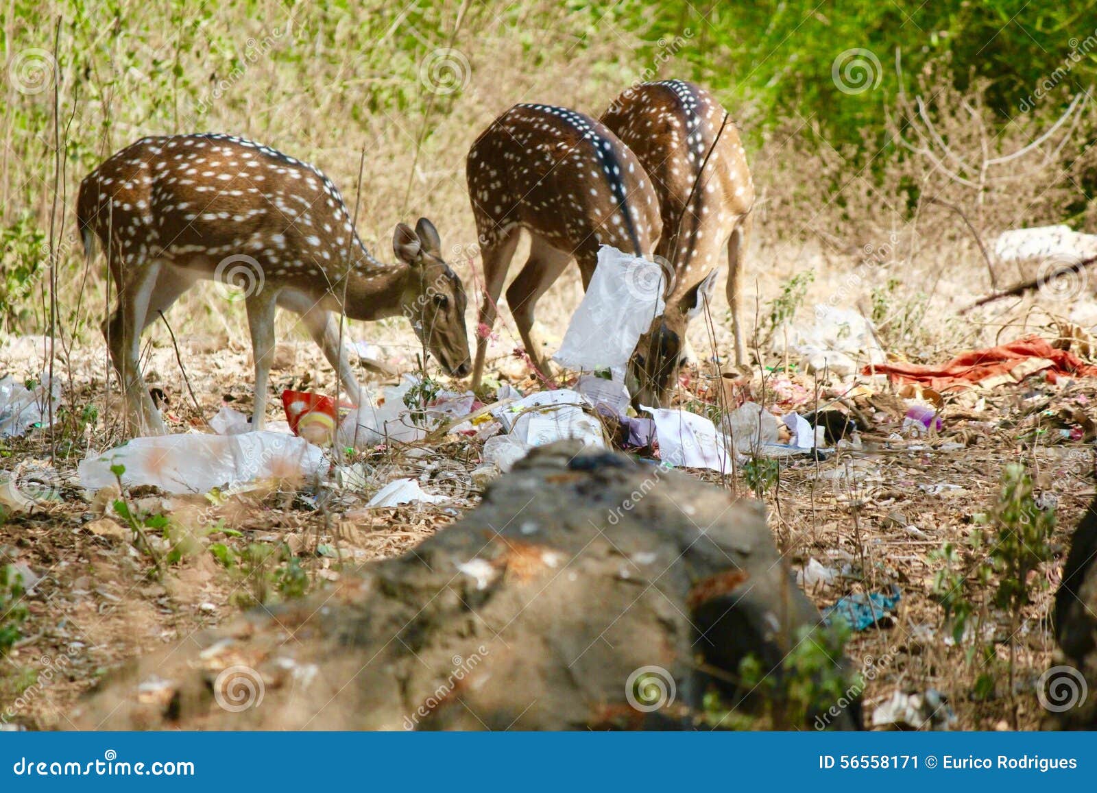 Bosques contaminados - imagen de archivo. Imagen de contaminado - 56558171