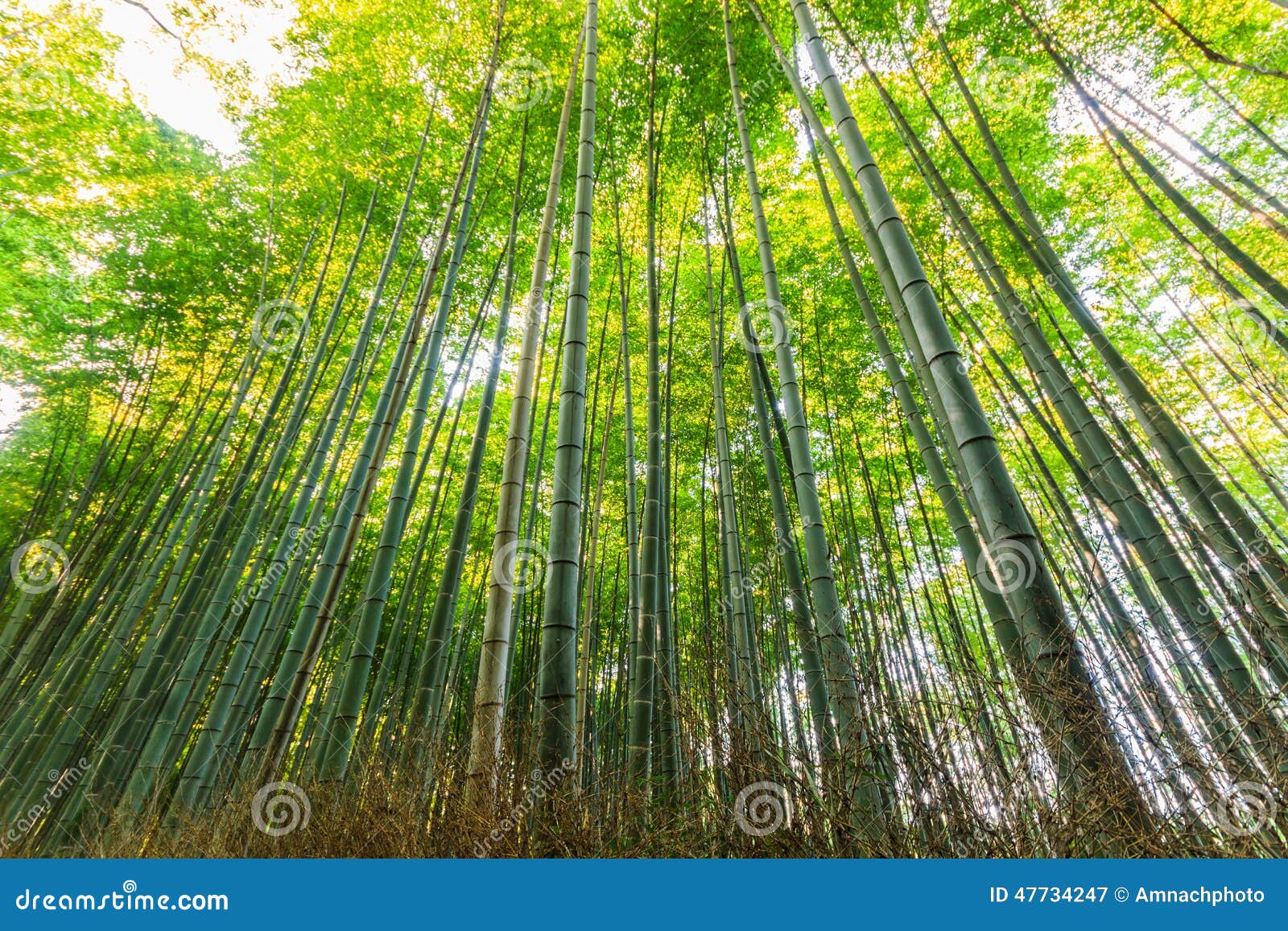 Bosques De Bambu, Floresta De Bambu Imagem de Stock - Imagem de mola ...