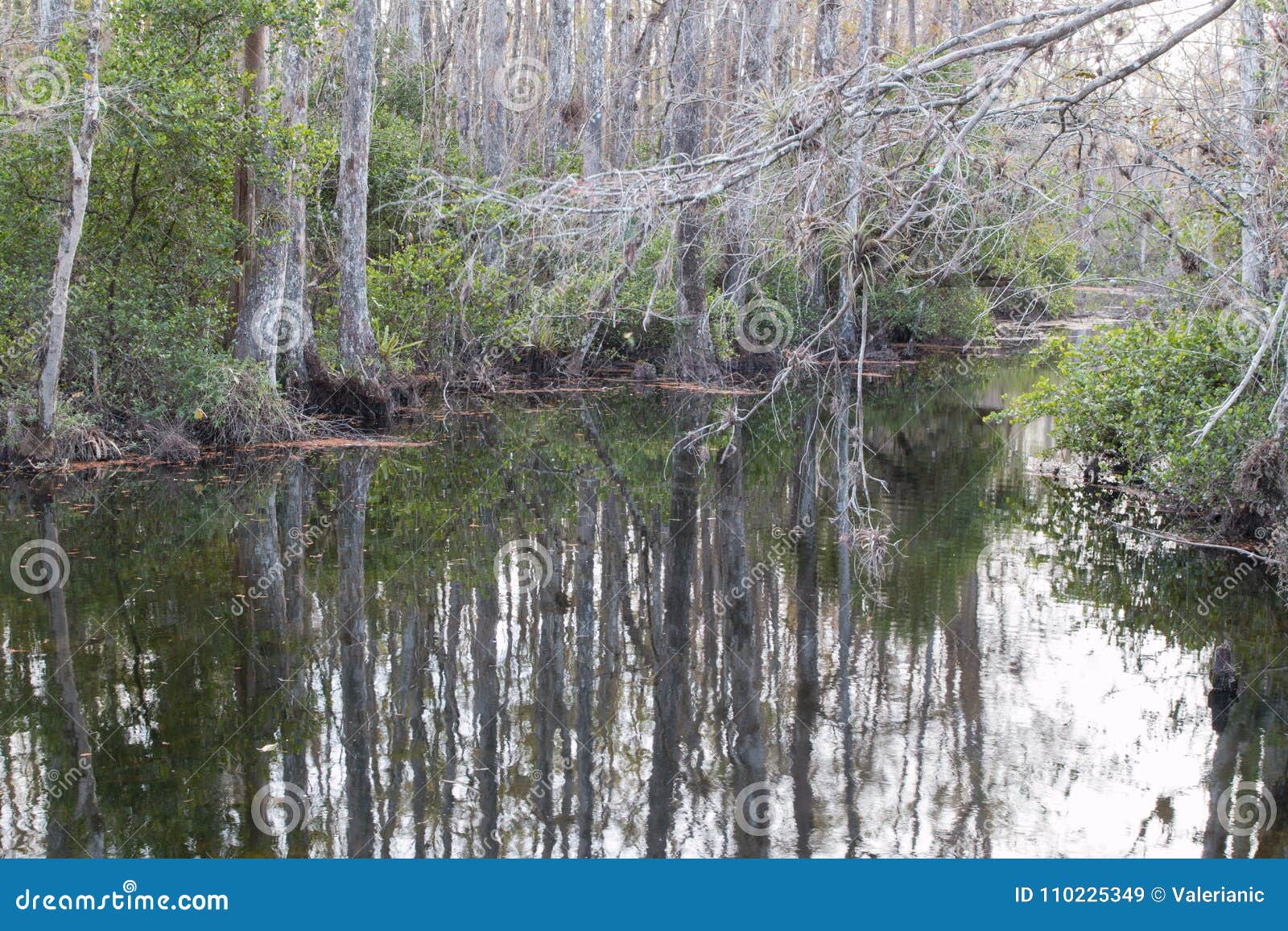 Bosques de la Florida imagen de archivo. Imagen de madera - 110225349