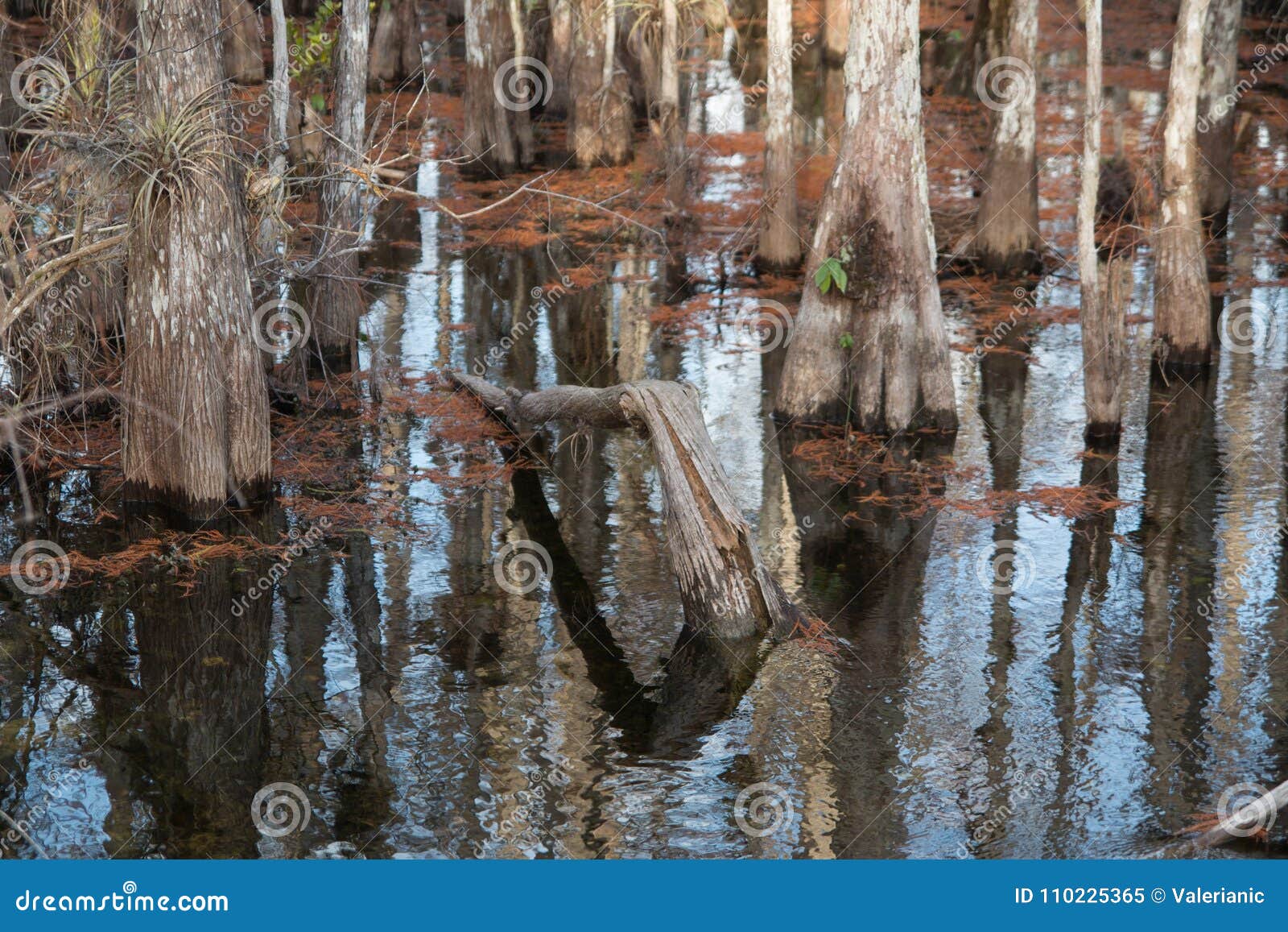 Bosques de la Florida imagen de archivo. Imagen de cubo - 110225365