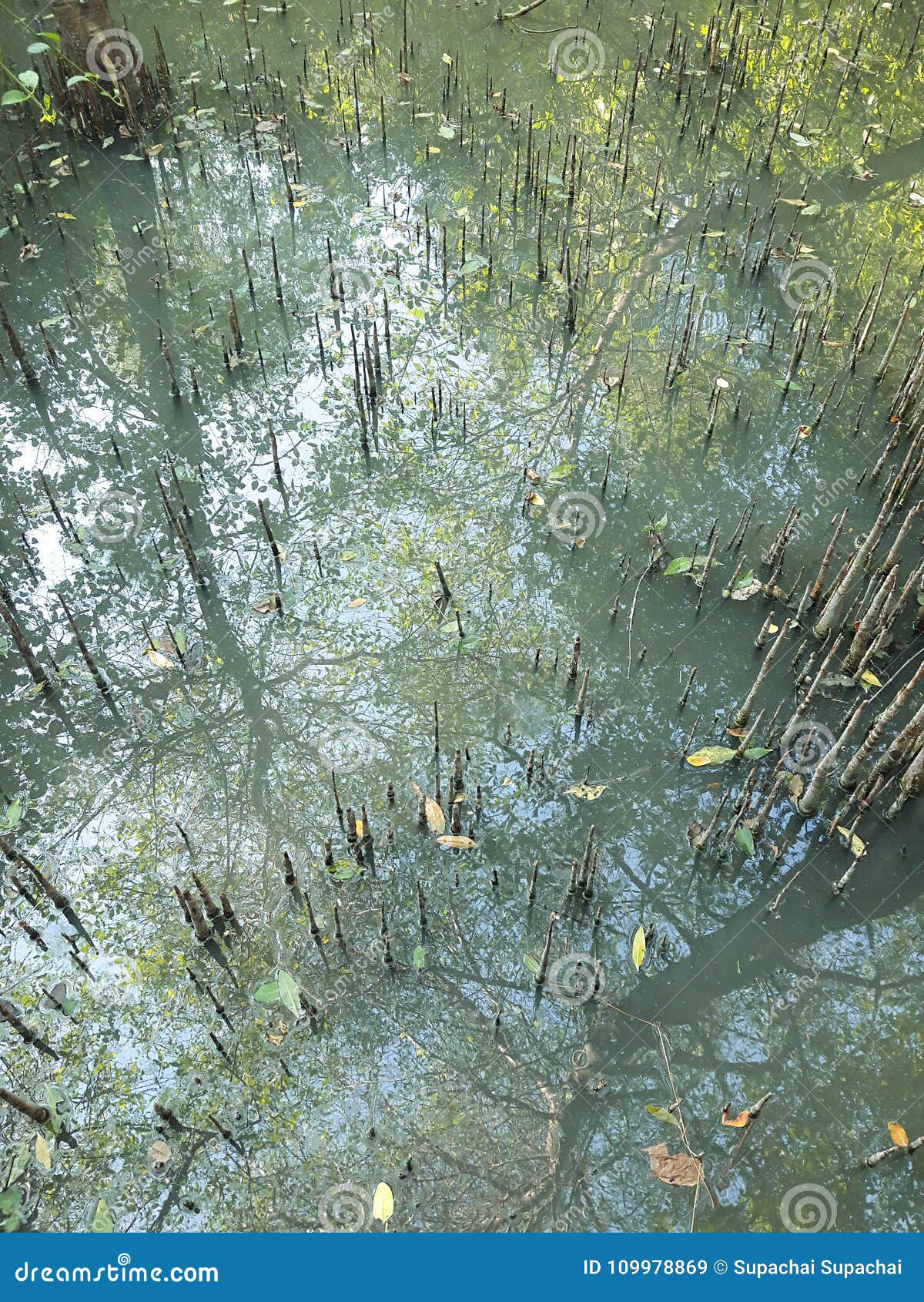 Bosques Del Mangle Y Bosques Naturales Del Mangle De Tailandia Mangle ...