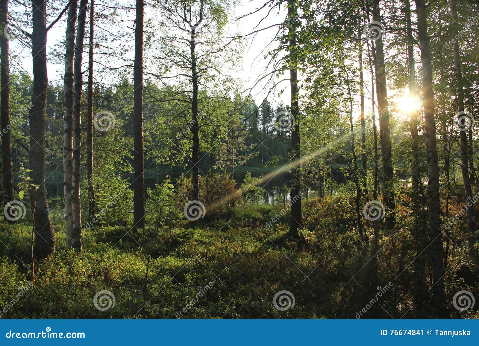Bosques Hermosos De Finlandia Imagen de archivo - Imagen de abeto ...