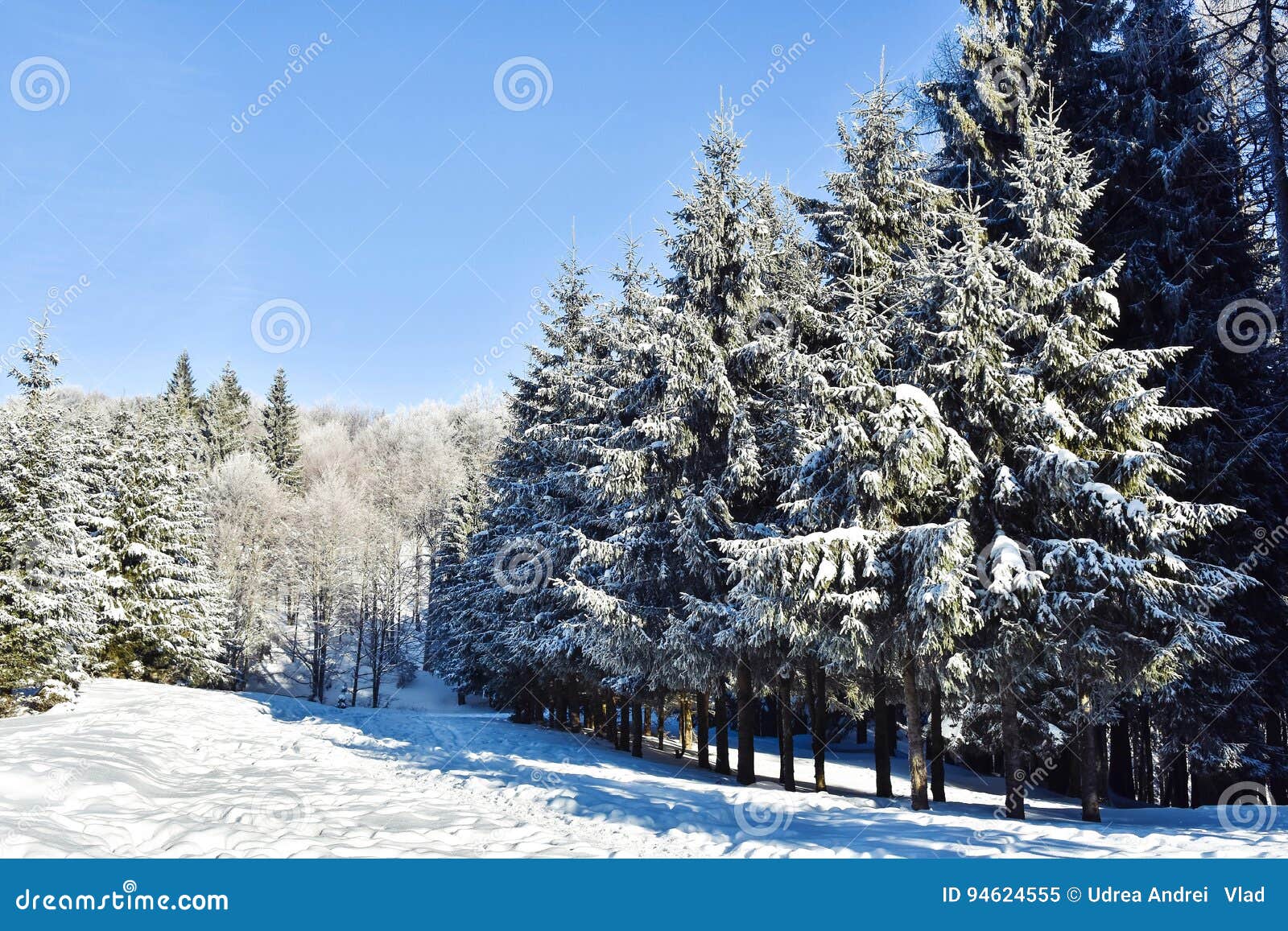 Bosques nevados del abeto imagen de archivo. Imagen de hermoso - 94624555