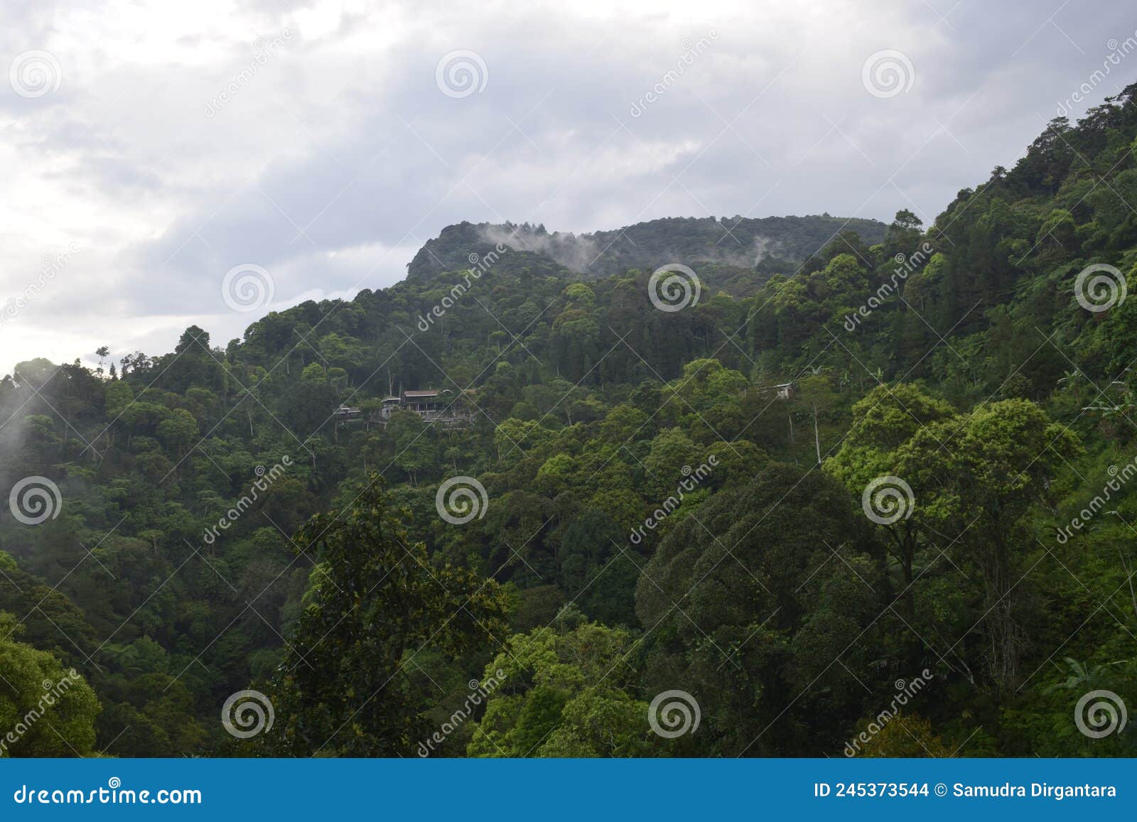 Bosques tropicales de java foto de archivo. Imagen de canto - 245373544