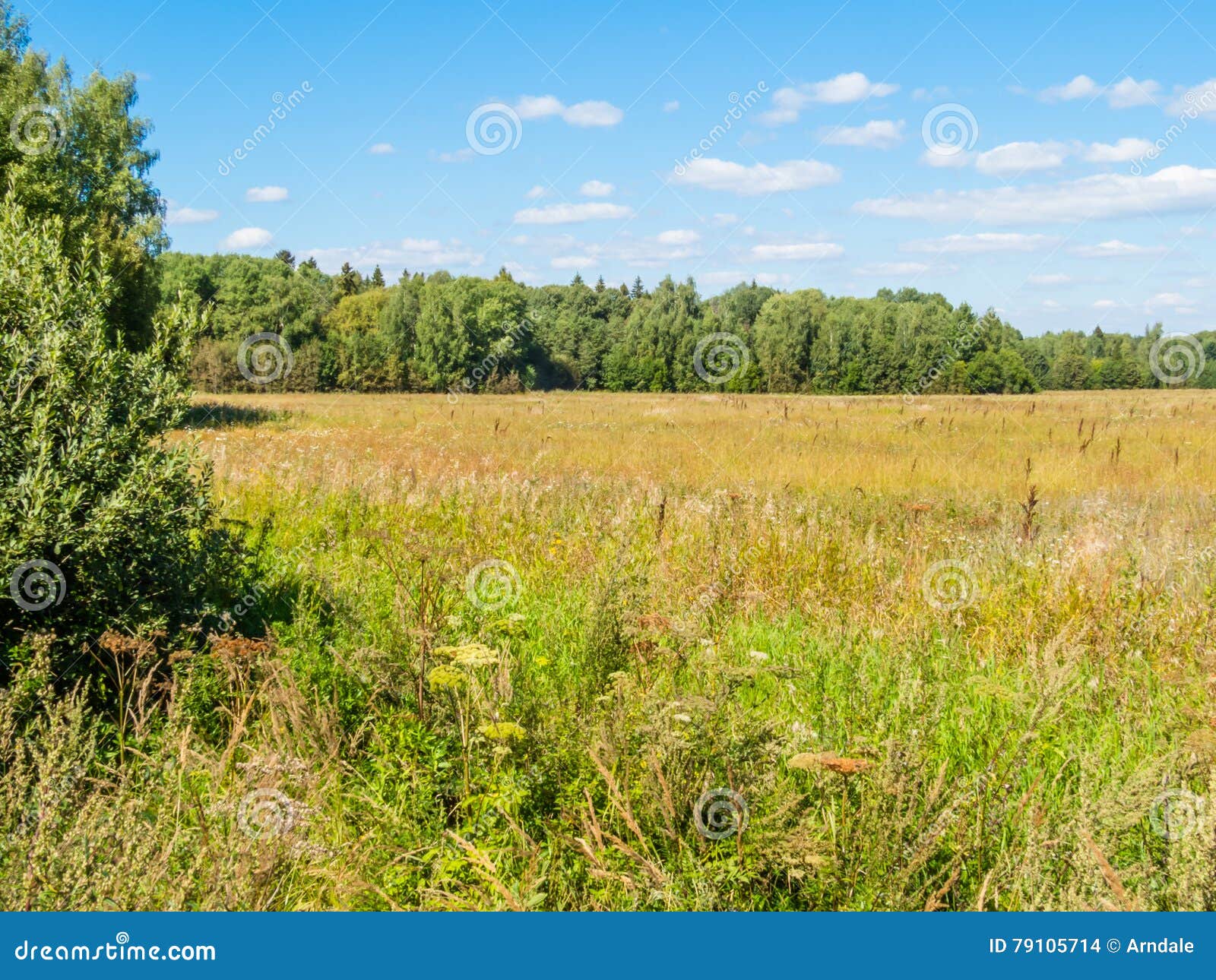 Bosrand, Gemengde Bos En De Zomerweide Stock Foto - Image of horizon ...